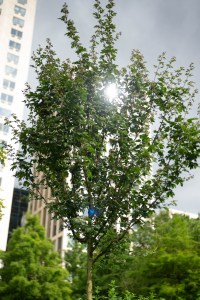 Field Maple ‘Queen Elizabeth’ (Acer campestre ‘Evelyn’) - Jubilee ...