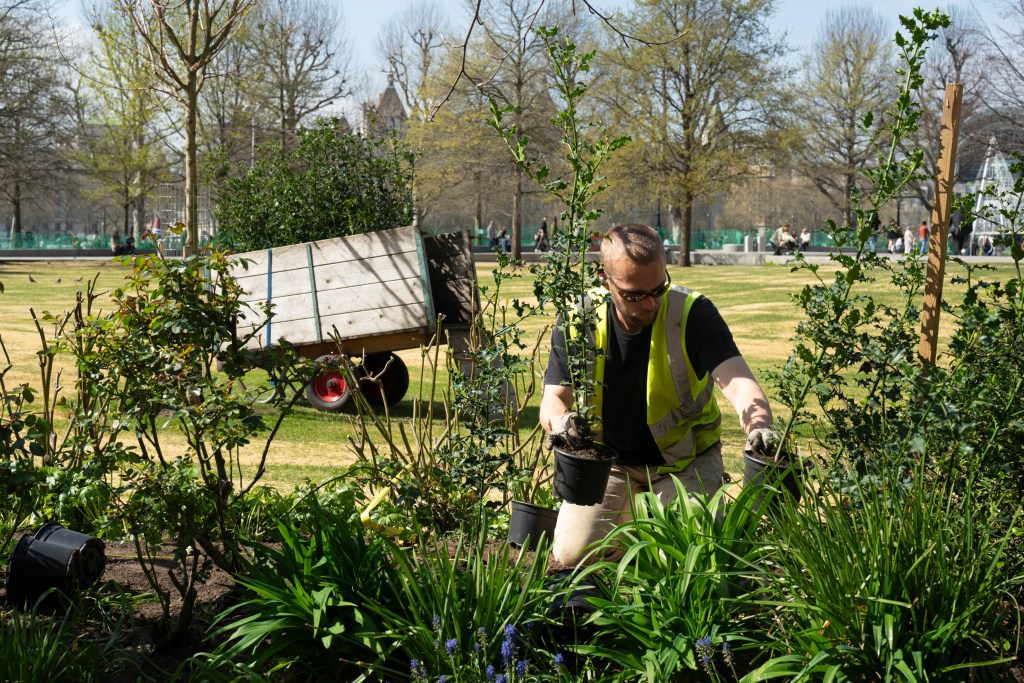 New native holly hedge for Jubilee Gardens to support local wildlife